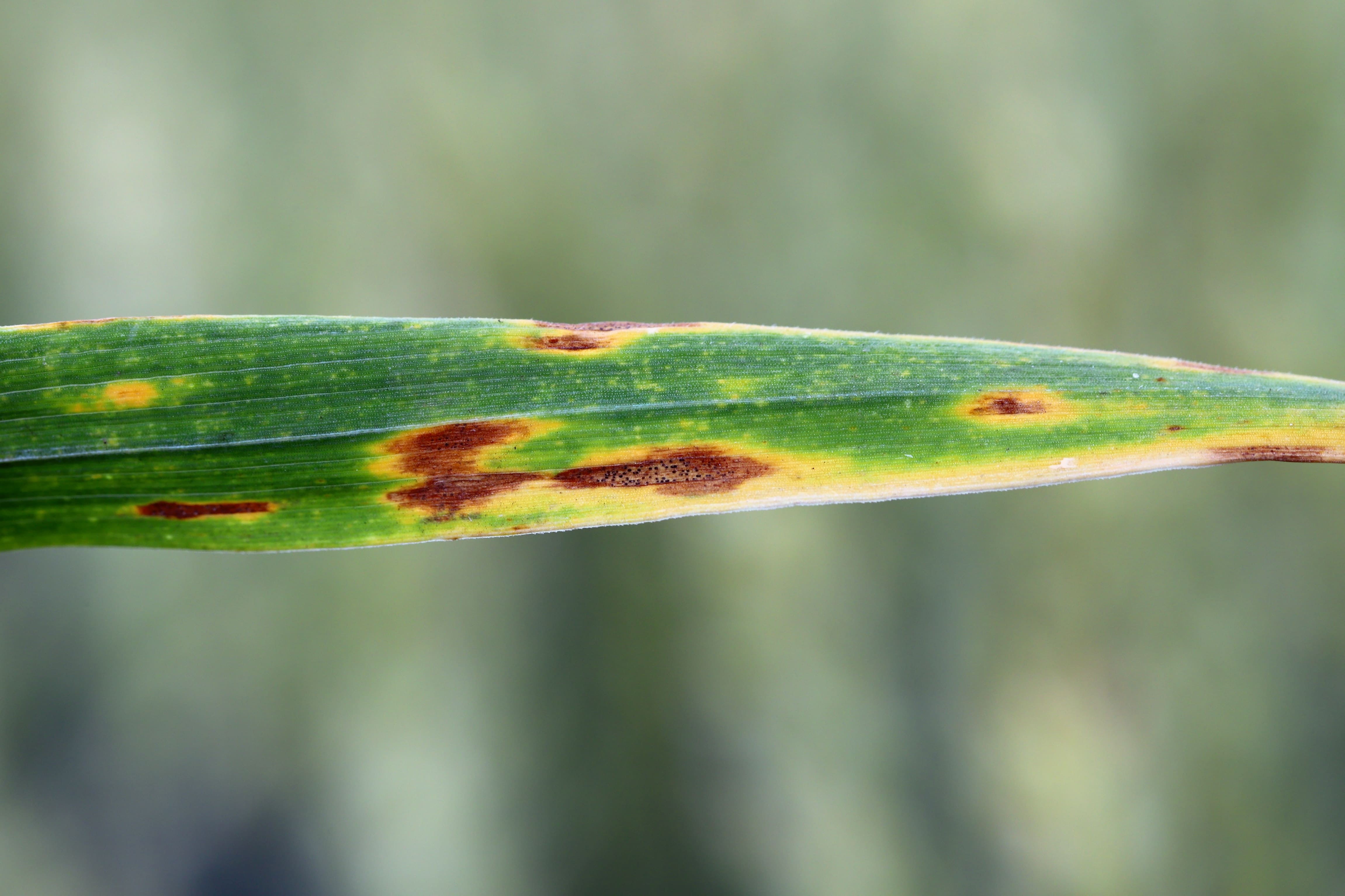 What Is Leaf Spot & How To Treat It